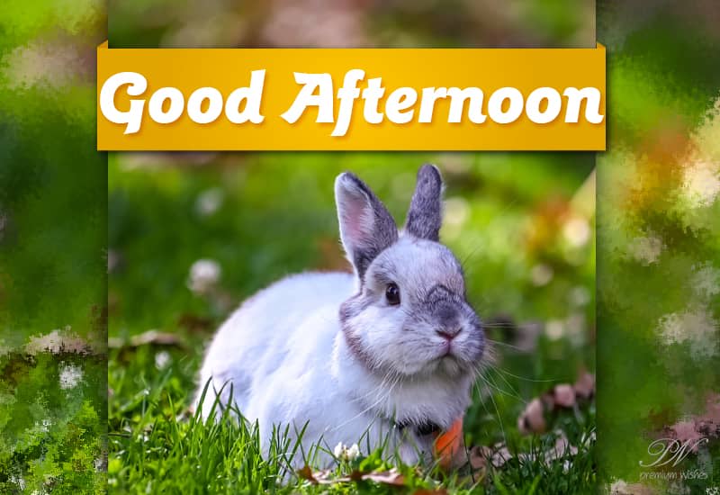 Good Afternoon - Enjoy your noon amidst nature - Premium Wishes