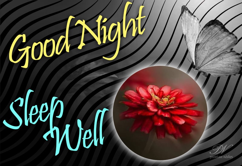 Good Night - Sleep Well - Premium Wishes