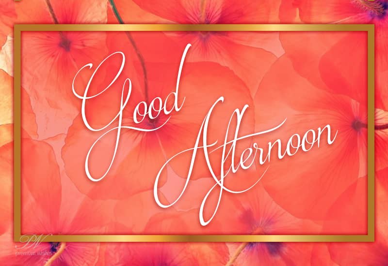 Hope you have a beautiful noon - Happy Afternoon - Premium Wishes