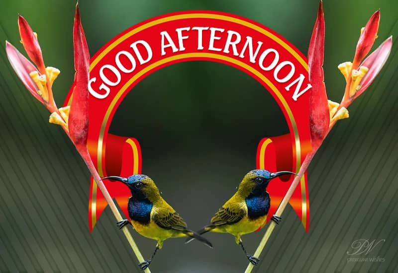 Good Afternoon - Enjoy this noon - Premium Wishes