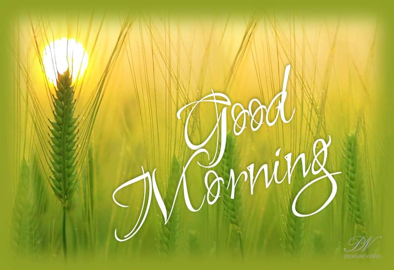 Good Morning - Enjoy the rising Sun - Premium Wishes