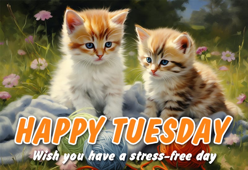Happy Tuesday - Wish you have a stress free day - Premium Wishes