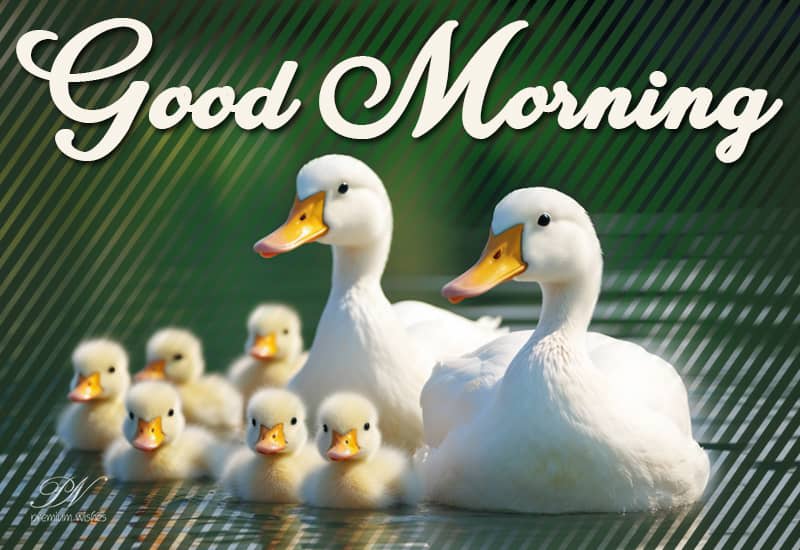 Good Morning - May the day ahead bring you blessings and God's abundant ...