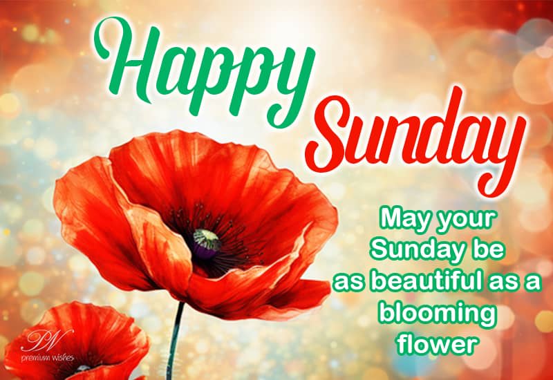 May your Sunday be as beautiful as a blooming flower - Premium Wishes