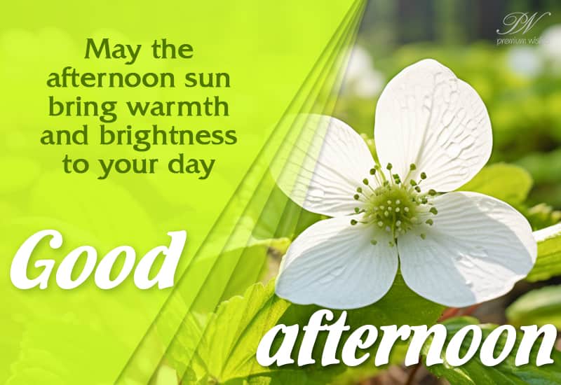 Good Afternoon Wishes - Premium Wishes