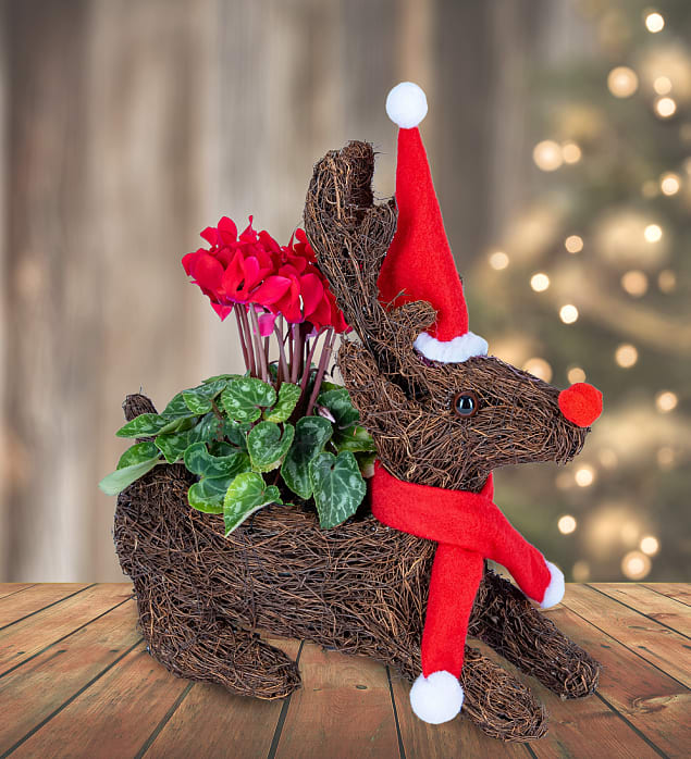 Reindeer Planter | Prestige Flowers