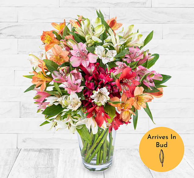 Elegant Alstro | 123 Flowers