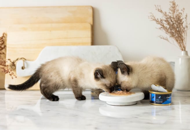 PrettyPlease Cat Food Subscription & Delivery | PrettyLitter