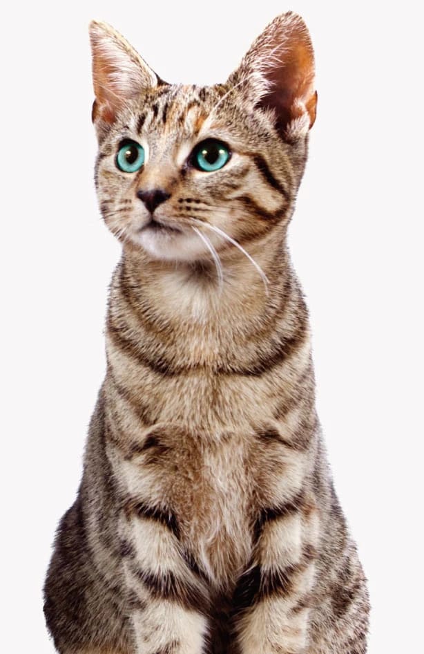 Order & Buy Cat Litter Online | PrettyLitter