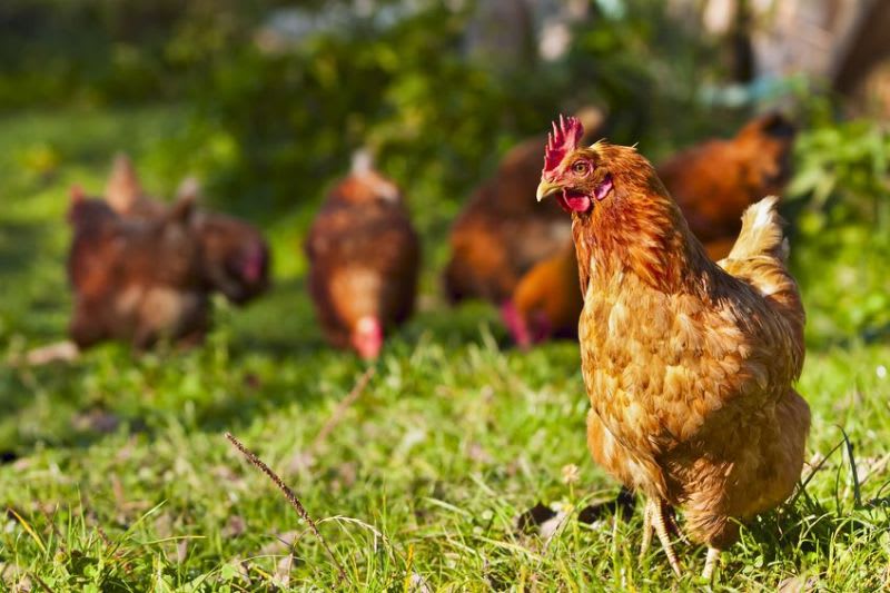 Red Tractor Adds Hubbard Redbro Chicken Breed to Approved List