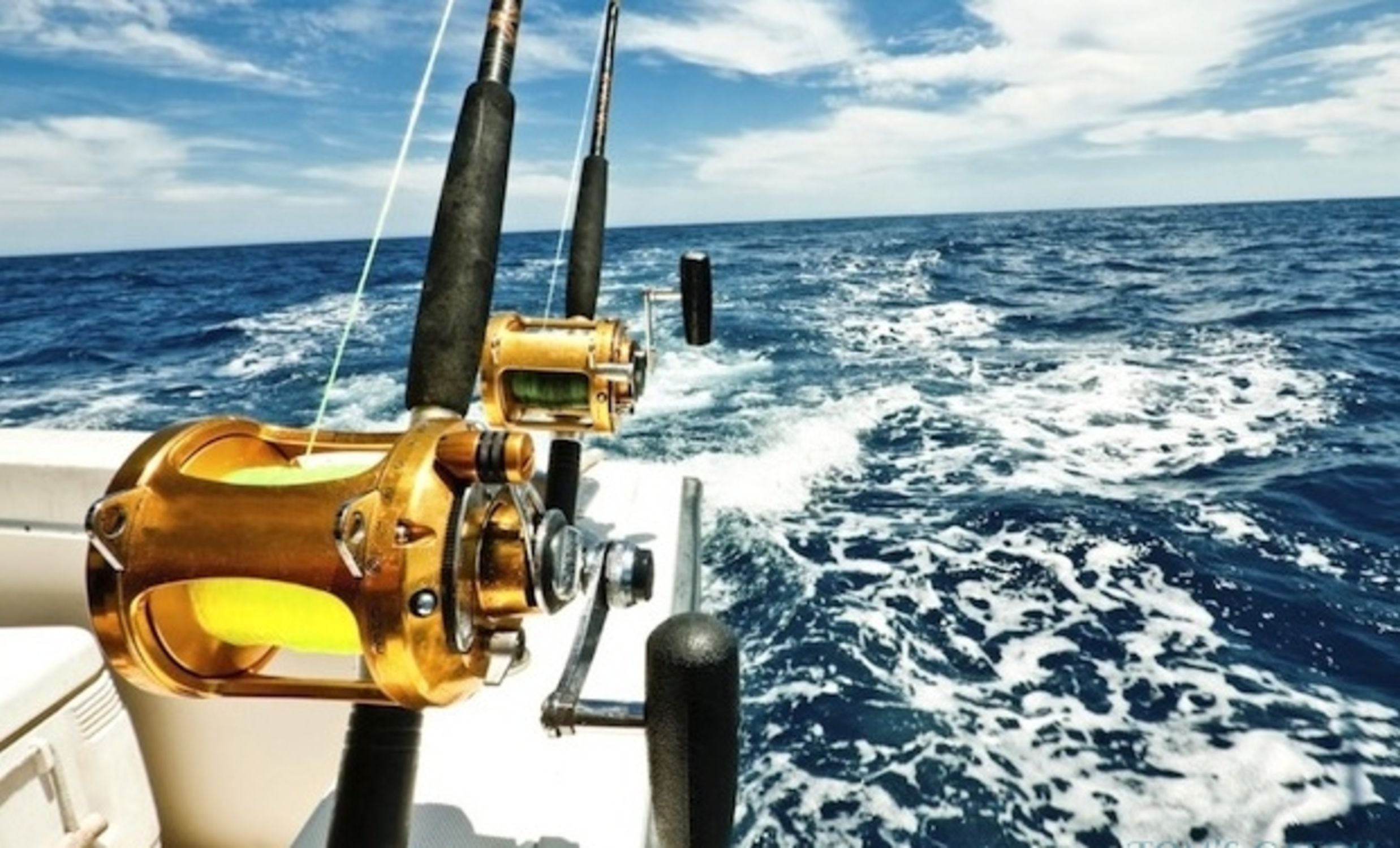 Séminaire en District de Faro : Session pêche dans les récifs de l’Algarve