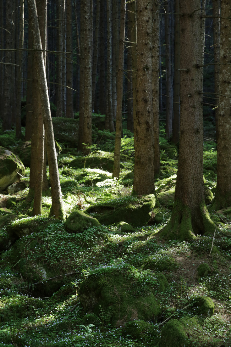 Austria's Enchanting Forests for Film & Photography