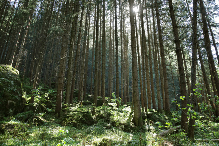 Austria's Enchanting Forests for Film & Photography