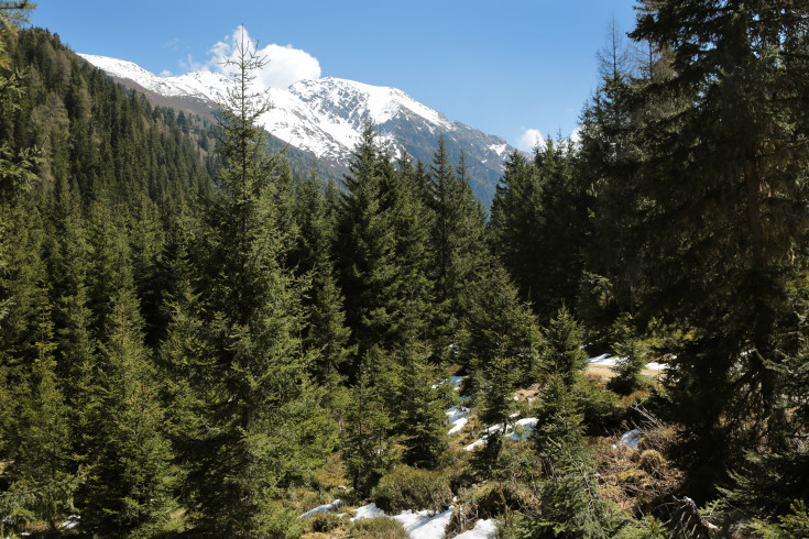 Austria's Enchanting Forests for Film & Photography