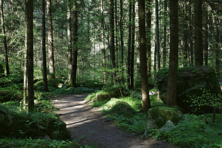 Austria's Enchanting Forests for Film & Photography