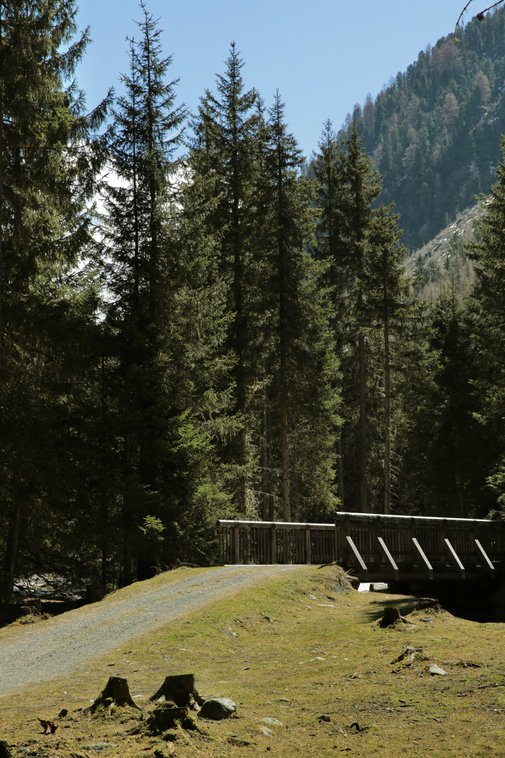 Austria's Enchanting Forests for Film & Photography