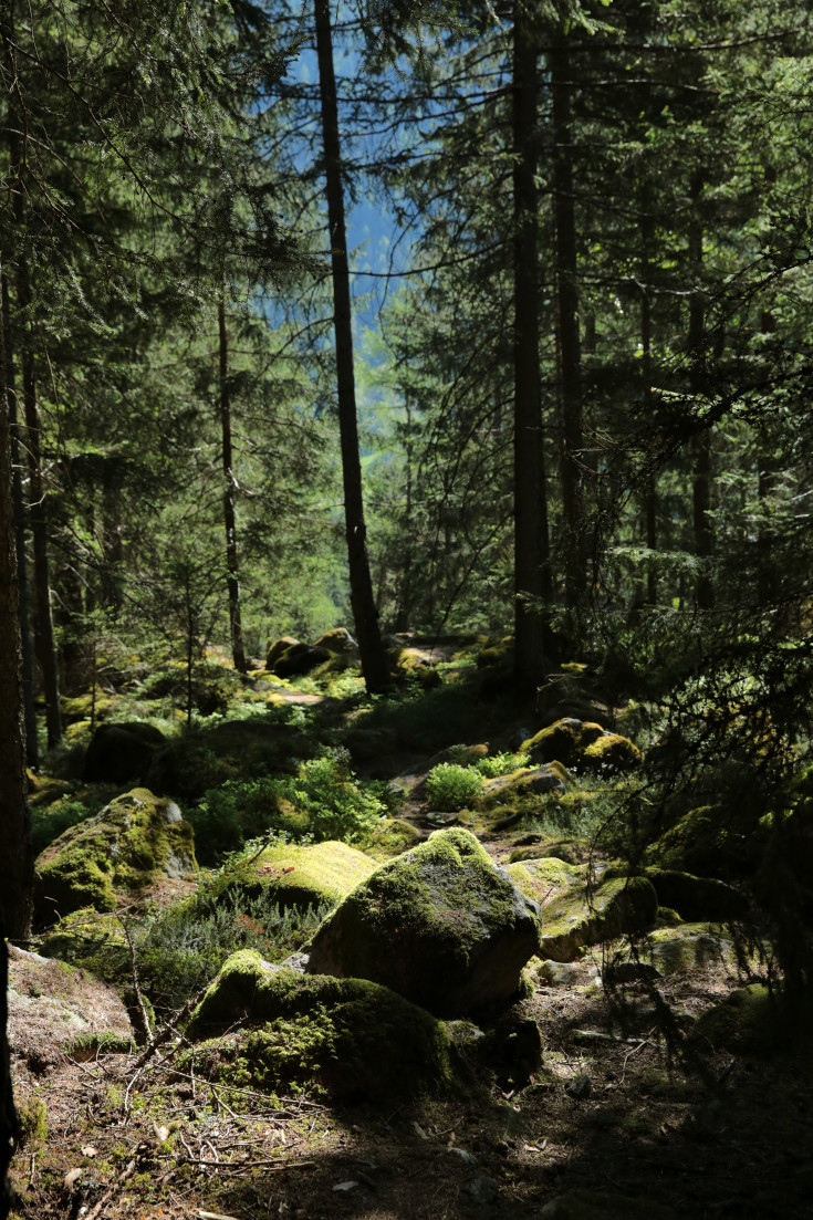 Austria's Enchanting Forests for Film & Photography