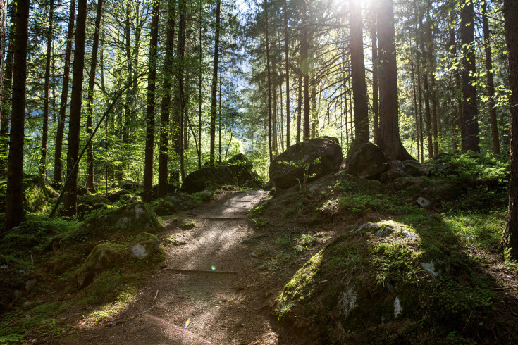 Austria's Enchanting Forests for Film & Photography