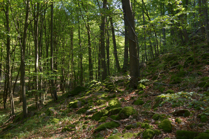 Picturesque Forest & Hill Locations in Hungary