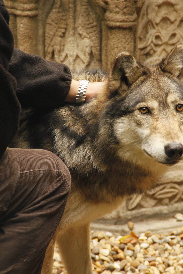 Shooting with Wolves and Other Wild Creatures