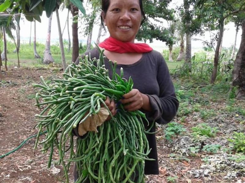 Grow a Parish Farm in the Philippines | Missio