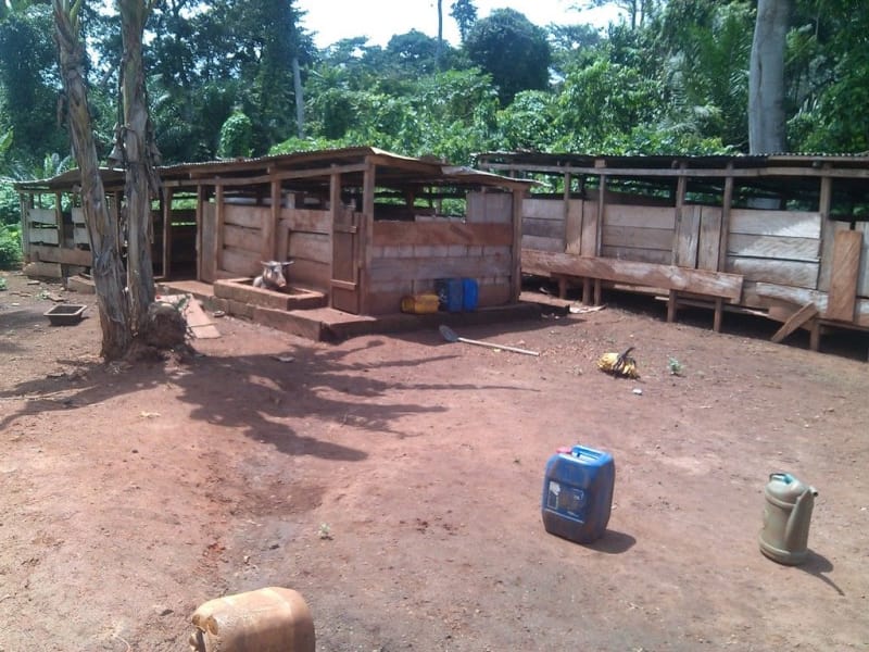 Start a Parish Pig Farm in Cameroon | Missio