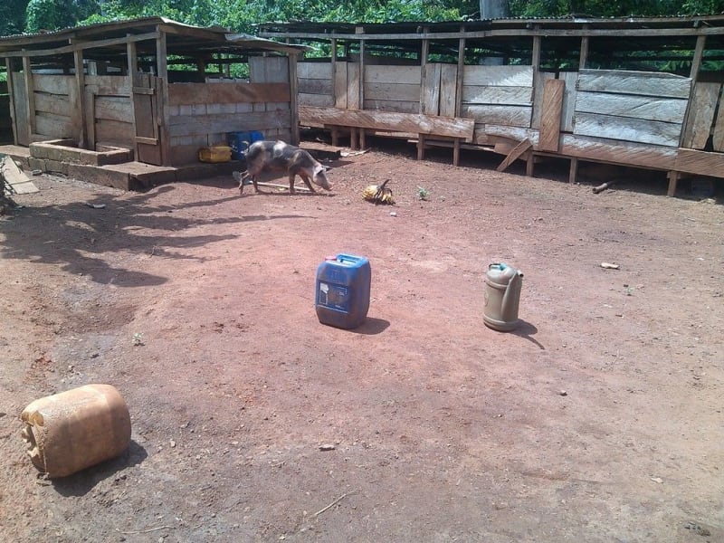 Start a Parish Pig Farm in Cameroon | Missio
