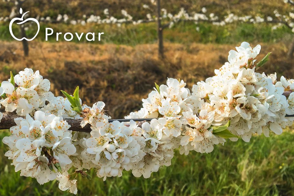 Choosing The Correct Plum Pollinator | Provar