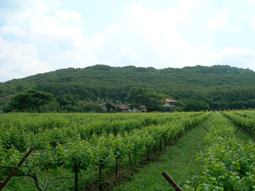 The 8 Best Vineyards That All Wine Lovers Should Explore When In Nashik!