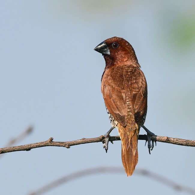 7 Bird Sanctuaries In Delhi You Need To Check Out To While Away An ...