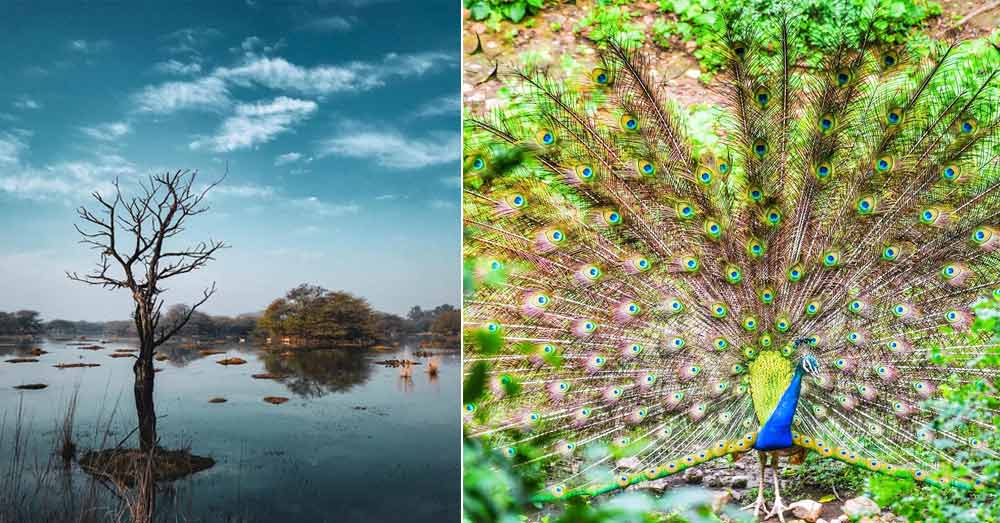 7 Bird Sanctuaries In Delhi You Need To Check Out To While Away An ...