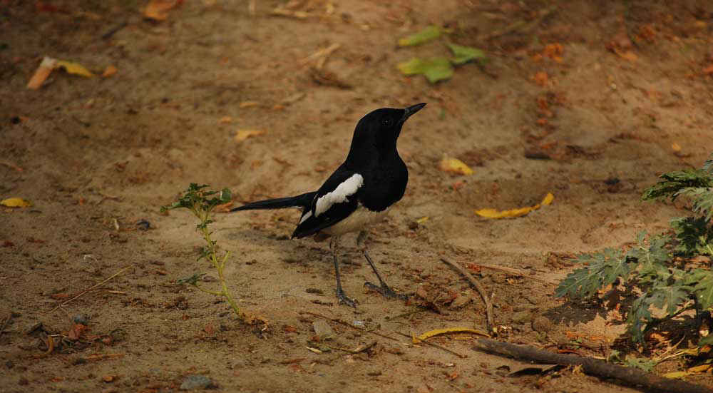 Bird Spotting | These Are 9 Types of Birds You'll Find in Delhi