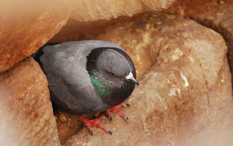 OMG Facts about Dil Walon KI Dilli