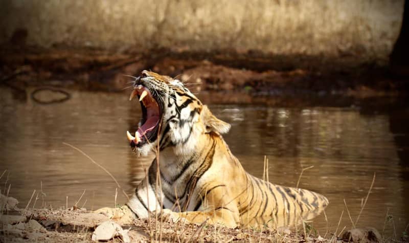 Save The Tiger Initiative - Save The Endangered Species | So Delhi