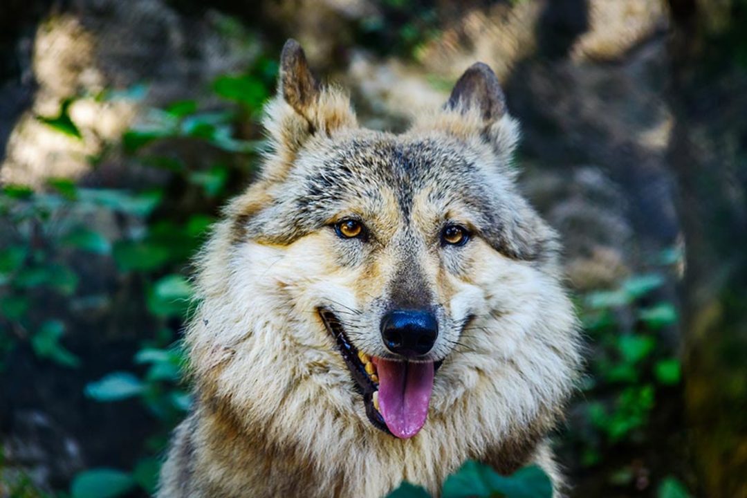 5 Best Wildlife Spots & National Parks In Ladakh | So Leh