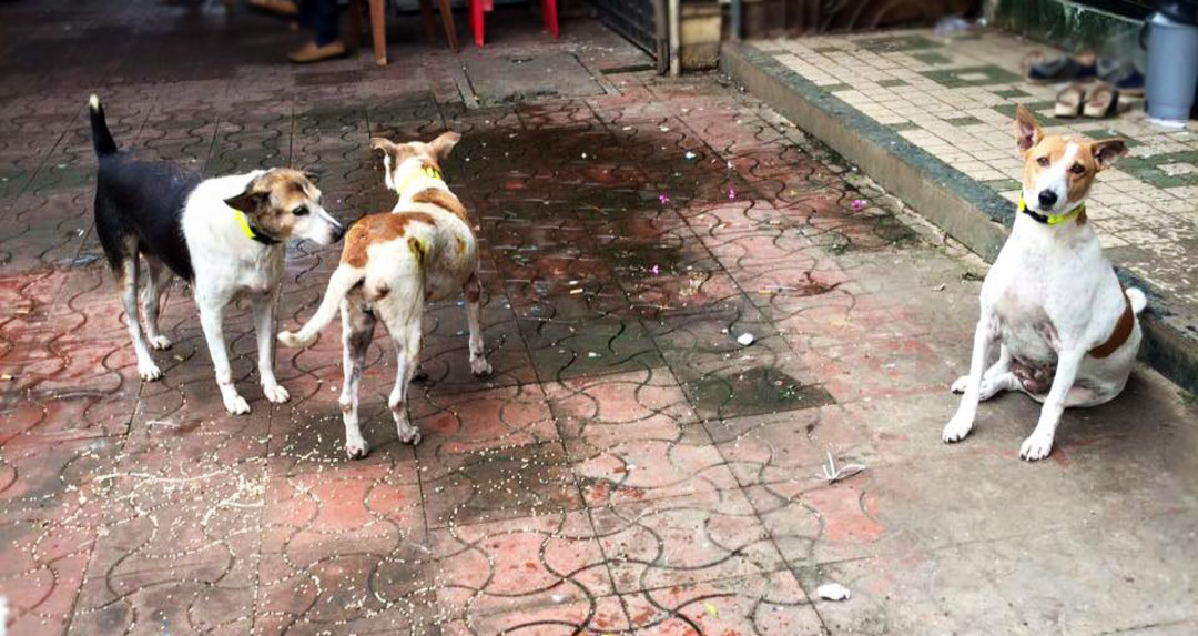 United Humans Against Atrocities on Animals Event | So Delhi