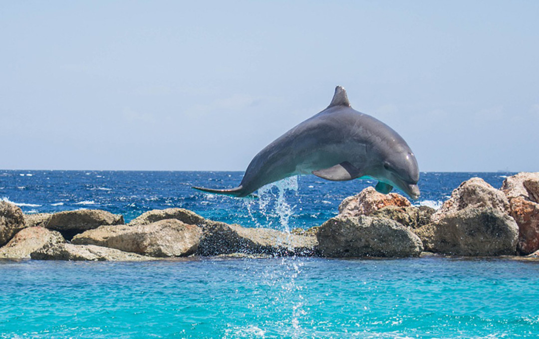 Enjoy Dolphin-Watching & More With This Experience In Goa | So Delhi