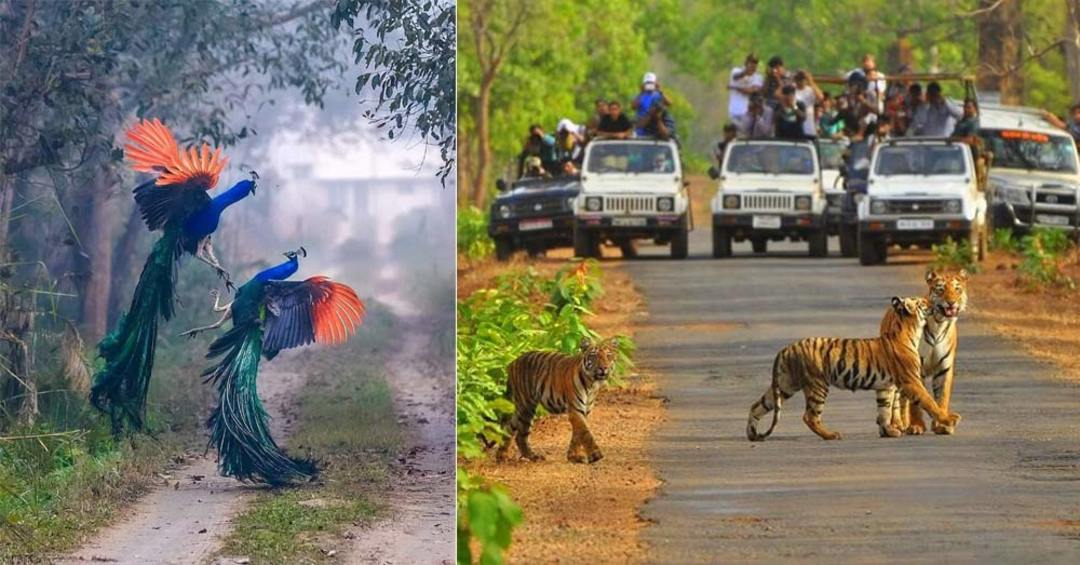 9 Wildlife Weekend Getaways From Delhi! | So Delhi