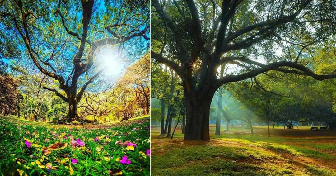 Cubbon Park In Bangalore For Peace & Tranquility | So Bangalore