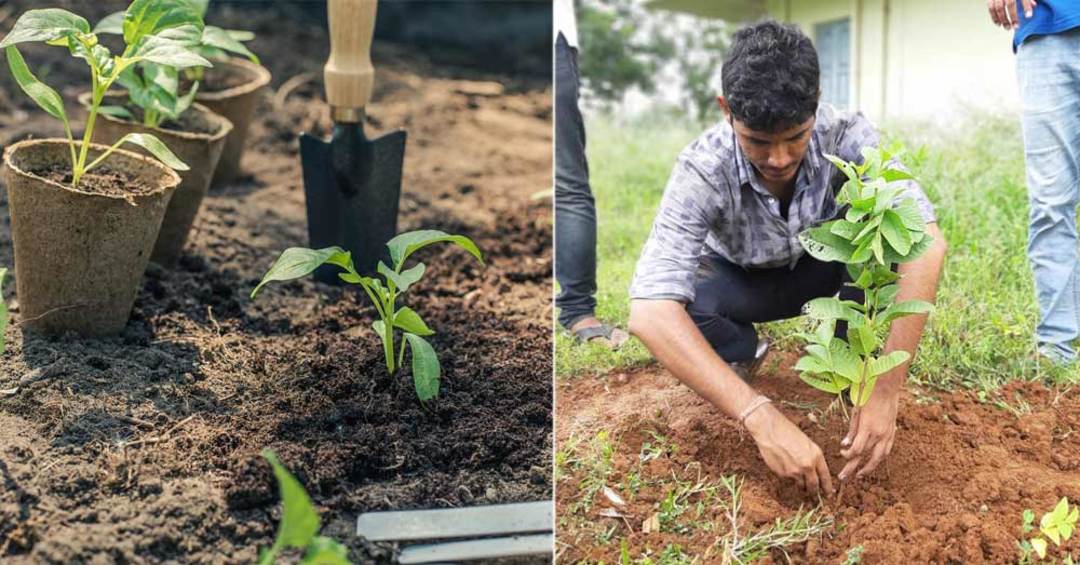 Check Out The Plan Of UP Govt. To Raise Forest Cover | So Delhi