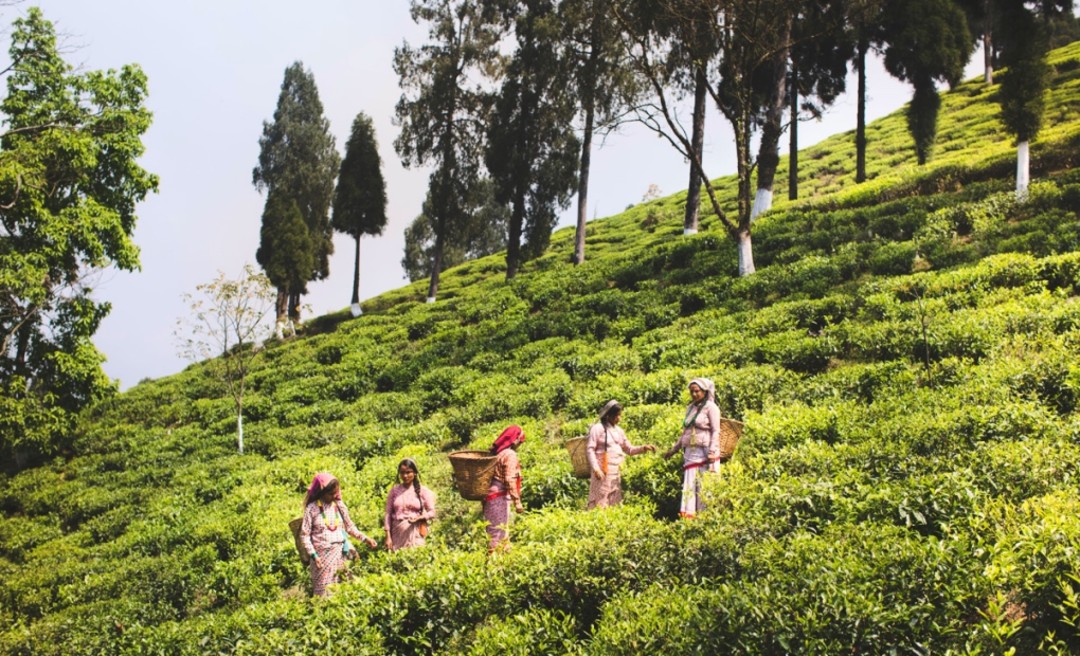 8 Best Tea Estates In Darjeeling | So Darjeeling