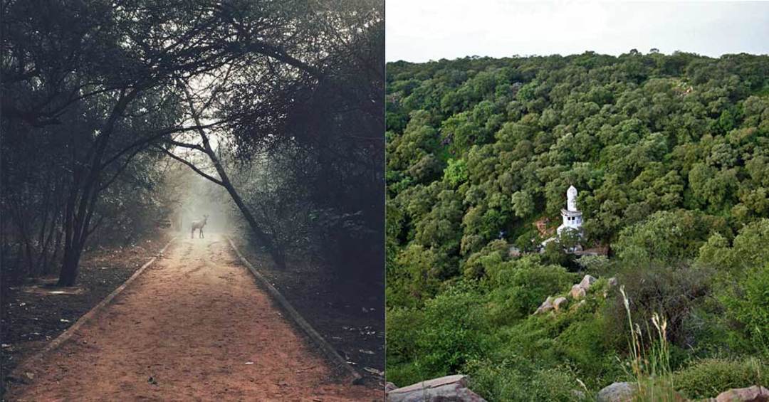 7 Most Gorgeous Forests In And Around Delhi | So Delhi