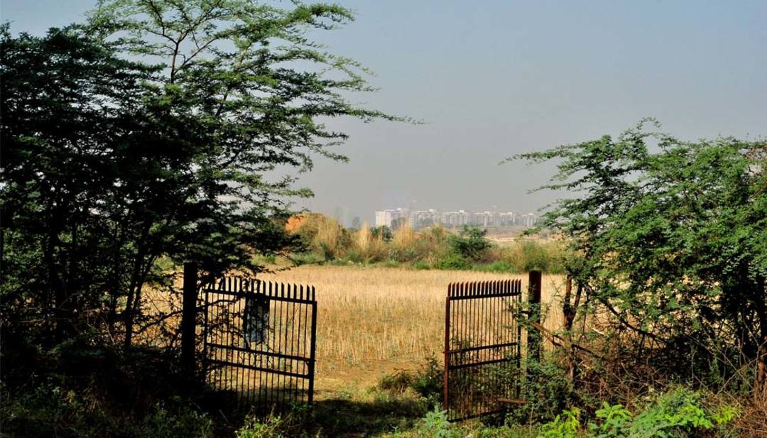 All About The Slowly-Diminishing Rajokri Protected Forest | So Delhi