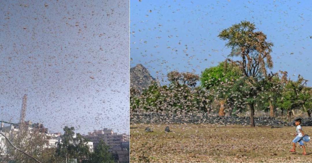 Locusts Swarms To Enter Delhi?! | So Delhi