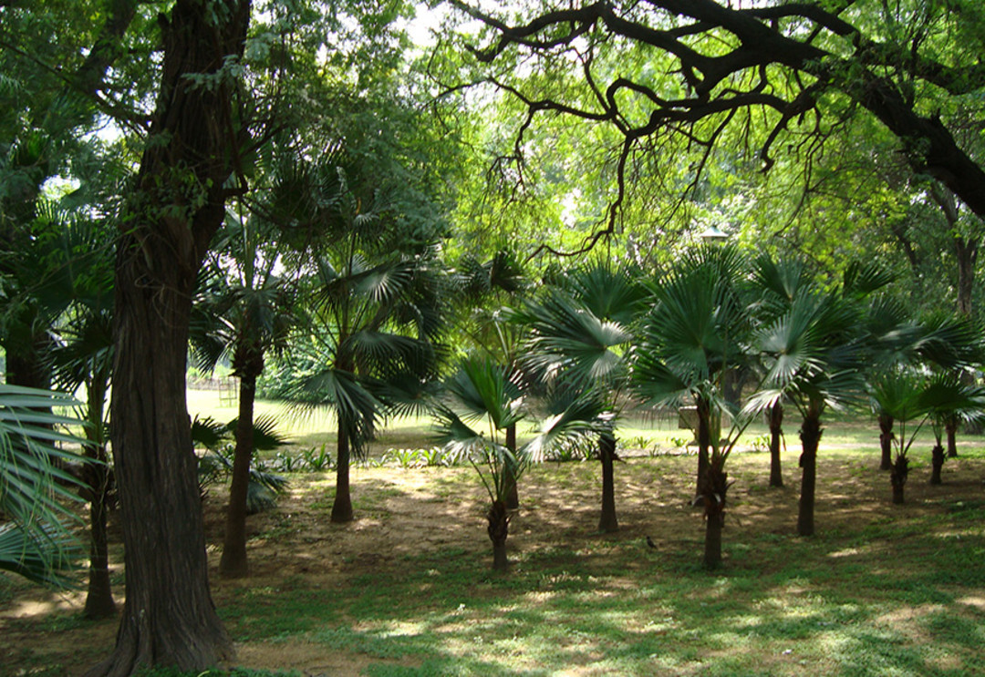 Trees of Delhi to be protected now! | So Delhi
