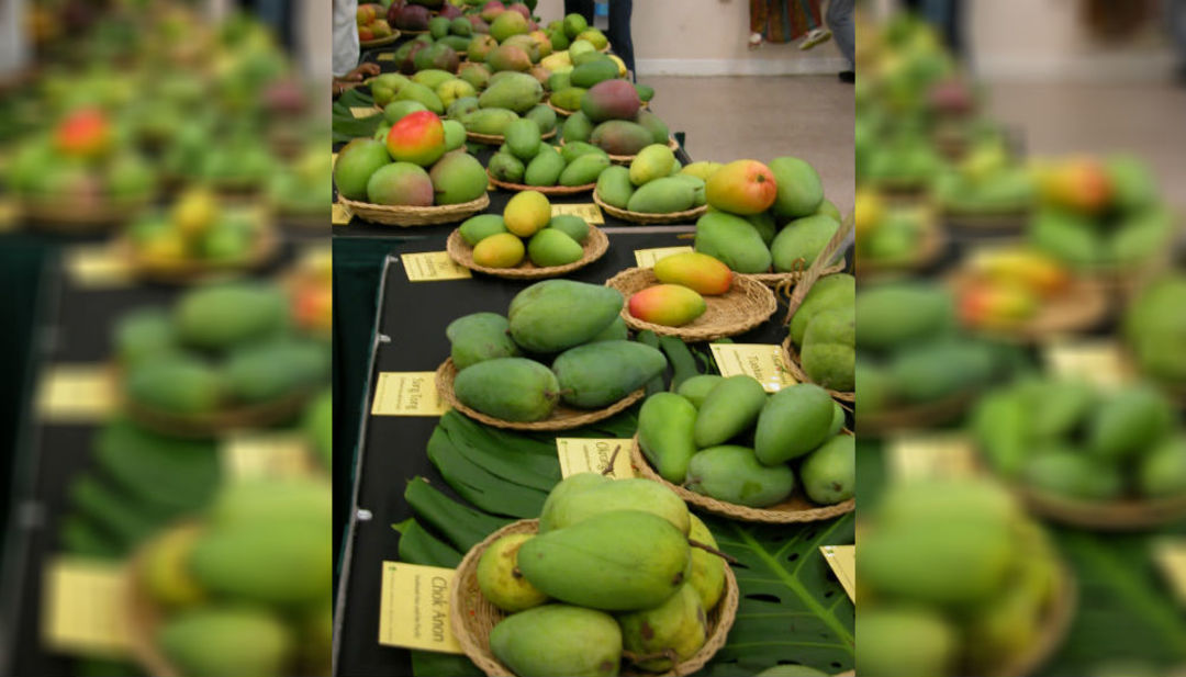 International Mango Festival Is Back | So Delhi