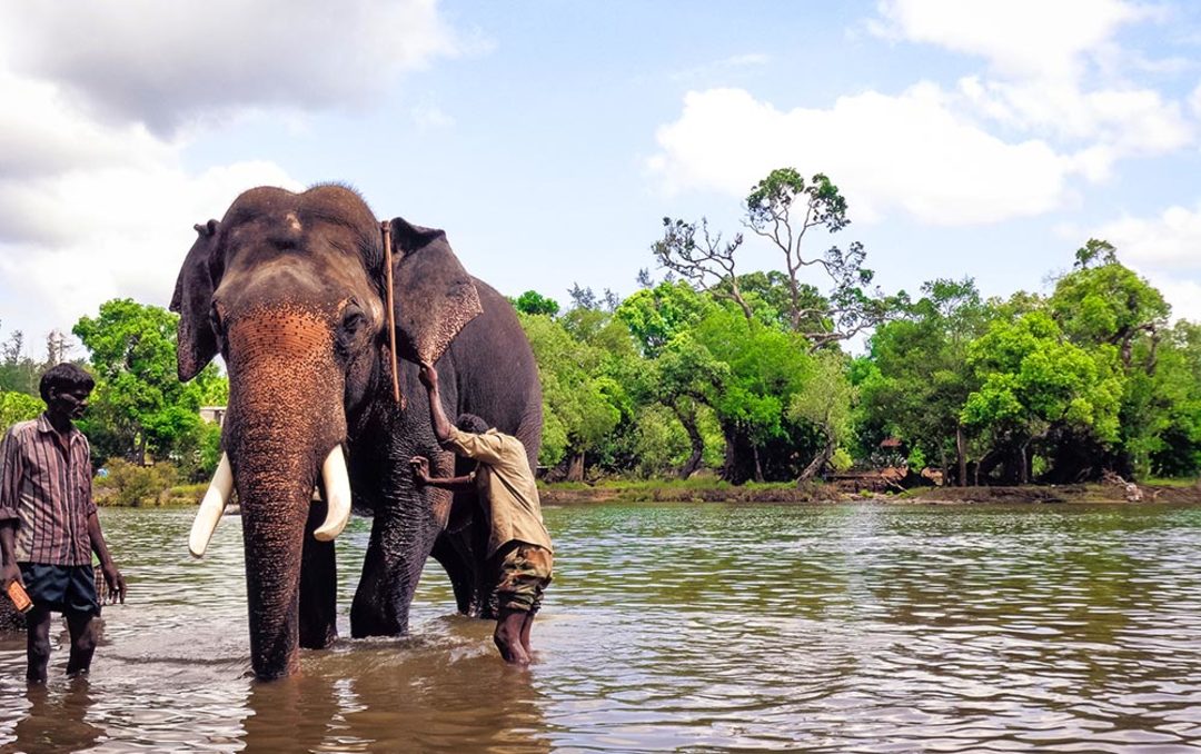 Dubare Elephant Camp In Kushalanagar, Coorg District | So Coorg