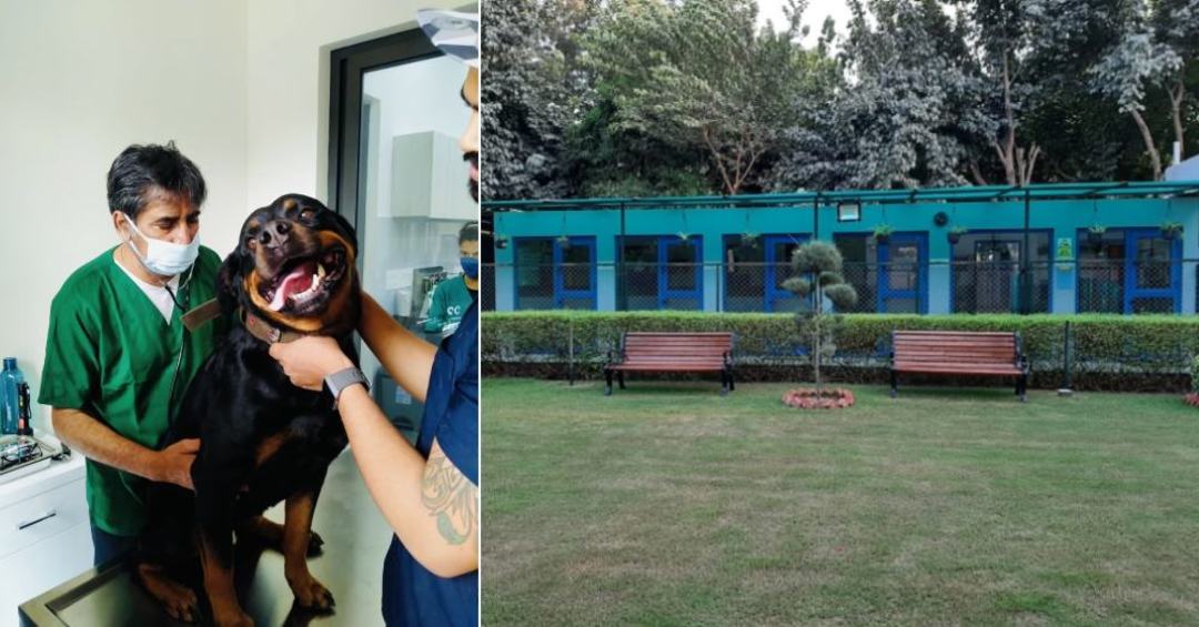 Dogs Cats & Companions (DCC) Animal Hospital, Delhi NCR | So Delhi