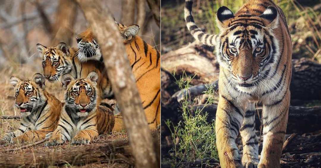 Save The Tiger Initiative - Save The Endangered Species | So Delhi