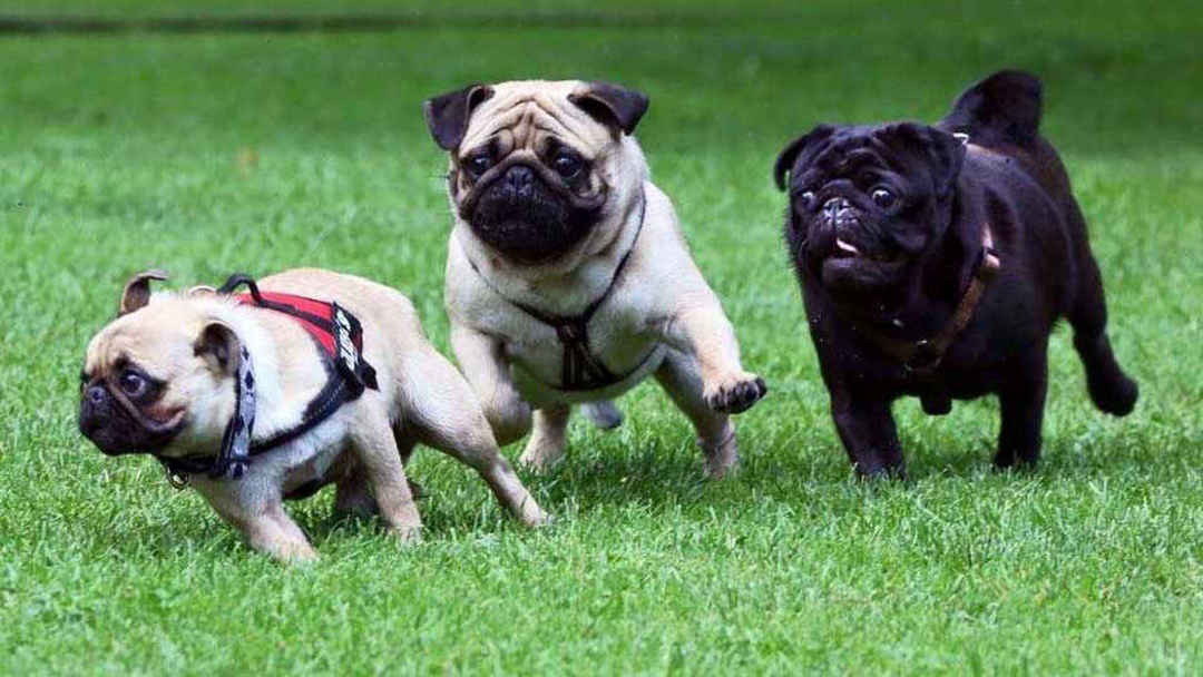Come Along & Bring Your Pets @ The Vodafone Pug Parade | So Delhi